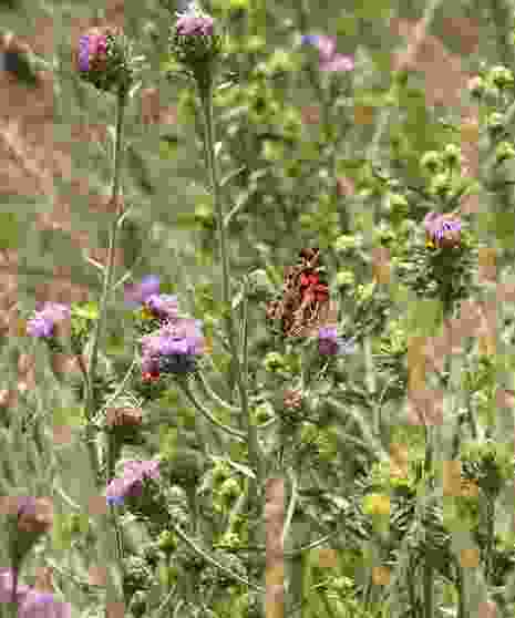 Gardens of the High Line: Elevating the Nature of Modern Landscapes ...