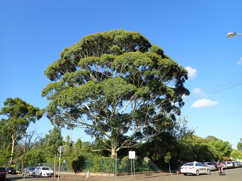 Voting opens for 2021 Victorian Tree of the Year | Landscape Australia