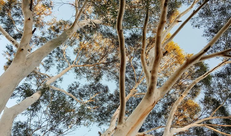 Addressing canopy loss through planning | Landscape Australia