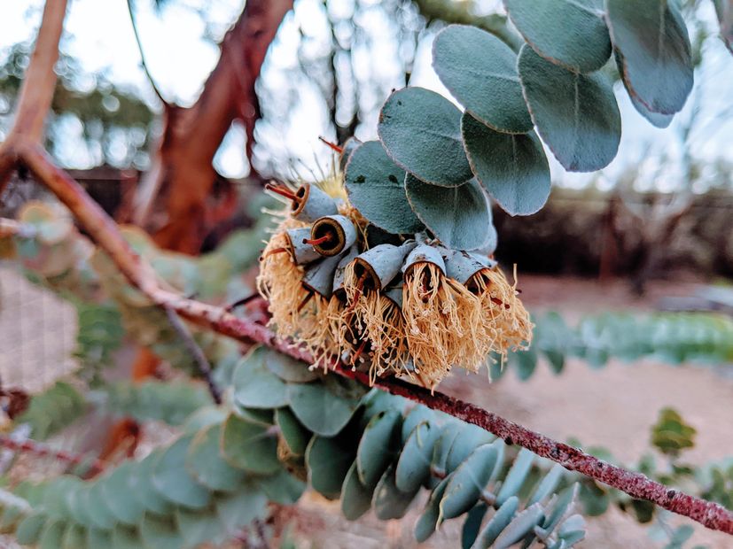 Outback ecologies: Australian Arid Lands Botanic Garden | Landscape ...