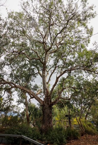 Voting opens for 2021 Victorian Tree of the Year | Landscape Australia