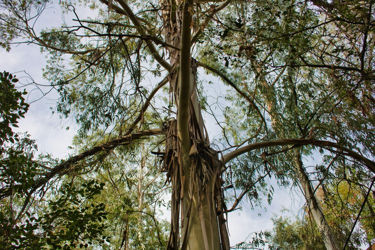 Five ingenious things trees do that human designers can learn from ...