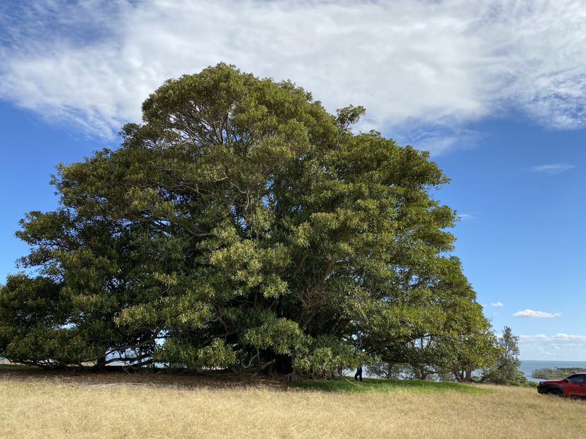 Voting opens for 2021 Victorian Tree of the Year | Landscape Australia