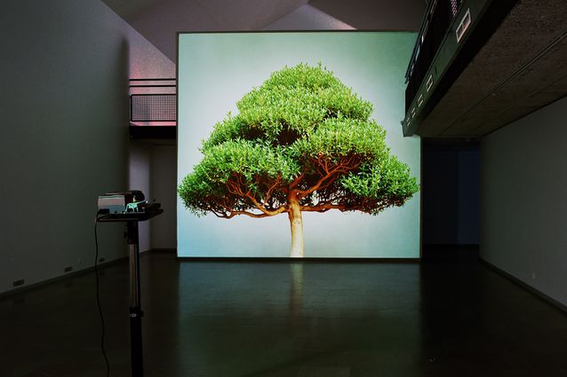 Arboreal encounters: Tree Story | Landscape Australia