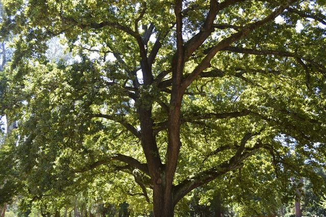 Winner announced: Victorian Tree of the Year | Landscape Australia
