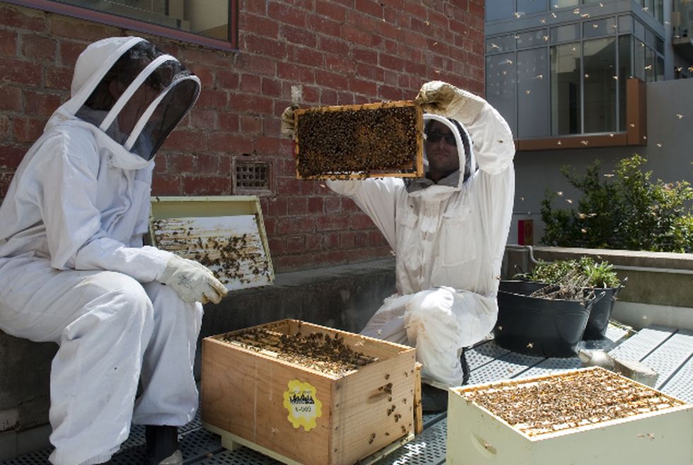 A toast to the urban honeybee | ArchitectureAu