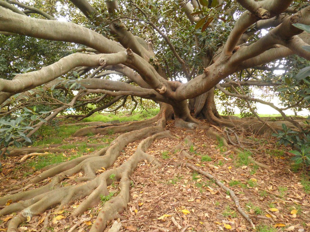 Natural selection: Victorian trees vie for most popular laurel ...