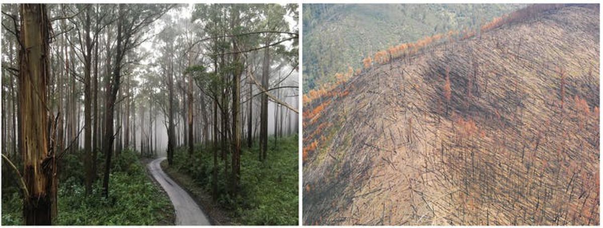 Climate change is testing the resilience of native plants to fire ...