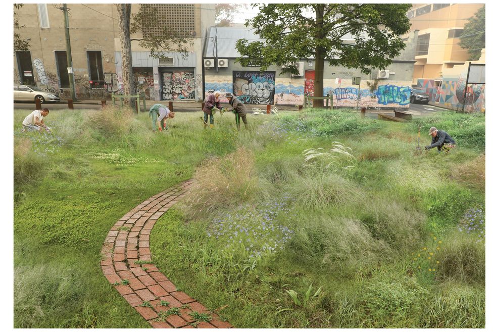 Turning a Sydney park into a dynamic grassland: Chloe Walsh | Landscape ...