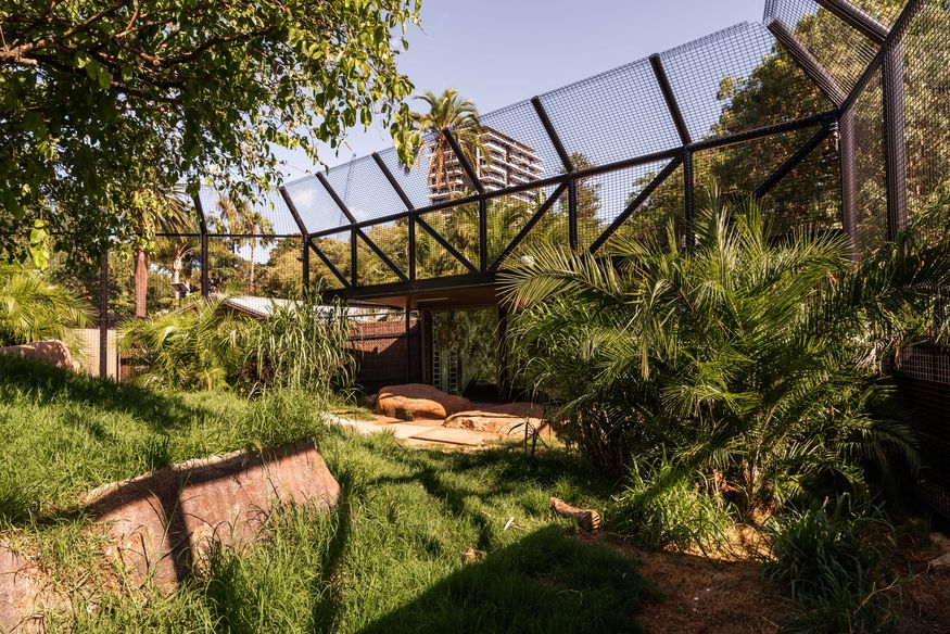 Perth Zoo Lion Exhibit – Stage A & B by McCorkell Constructions ...