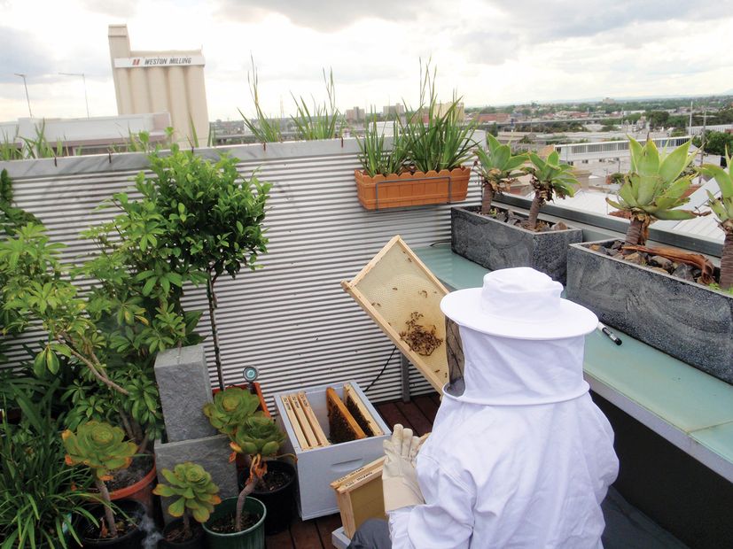 Design thinking in the beehive | ArchitectureAu