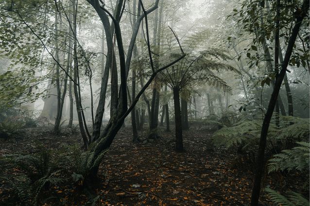 Viewpoint: Addressing the climate and biodiversity emergency ...